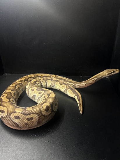 Proven Breeder Pair:Female Pastave And GHI Mojave Male Ball Python by ...