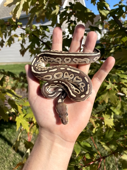 Black Pastel Lesser DH Hypo Sunset Ball Python by Painted Scales Reptiles