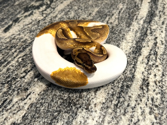 Enchi Piebald Het Lavender Albino Ball Python by Painted Scales Reptiles