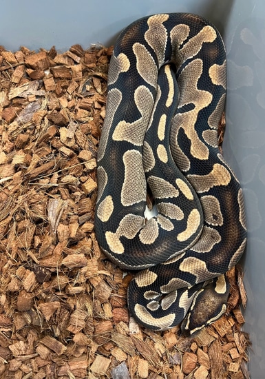 Proven Breeder DH Hypo Sunset Ball Python by Painted Scales Reptiles