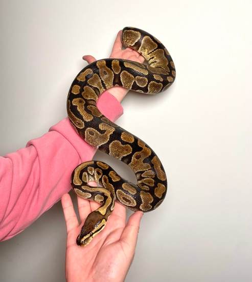 RTB Enchi TH Hypo Clown Piebald Ball Python by Painted Scales Reptiles