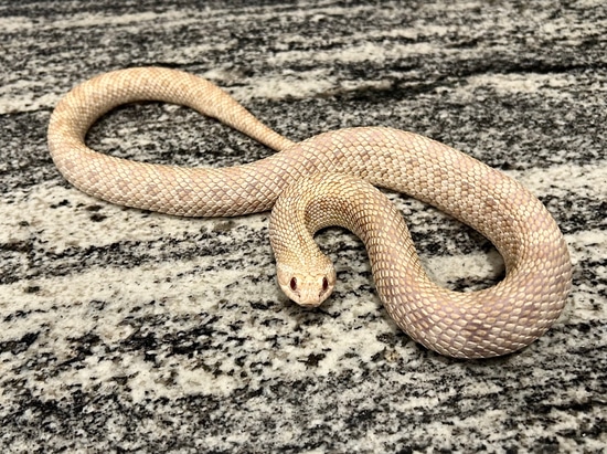 Snow (Axanthic Albino) Western Hognose by Painted Scales Reptiles