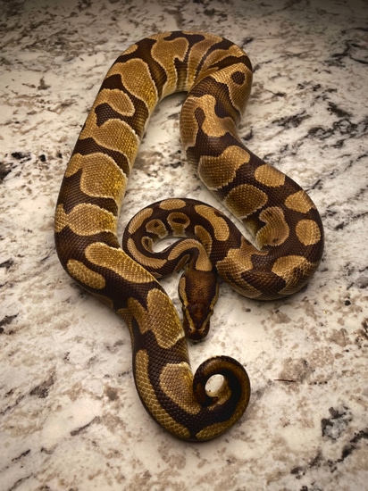 Enchi TH Hypo DG Puzzle Ball Python by Painted Scales Reptiles