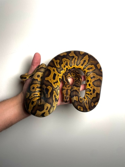 Confusion Clown Ball Python by Painted Scales Reptiles