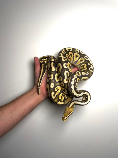 Pastel Cypress Hypo H Sunset Ball Python by Painted Scales Reptiles