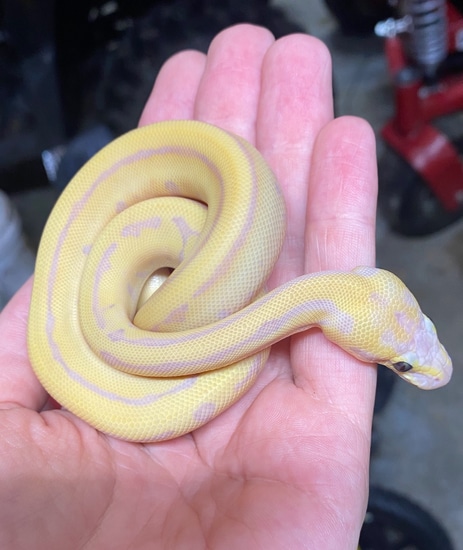 Banana Pastel Enchi Leopard Pinstripe Ball Python by Redline Royals