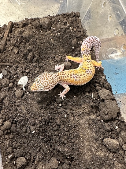 Male Leopard Geckos by Pakey’s Farms & Exotics