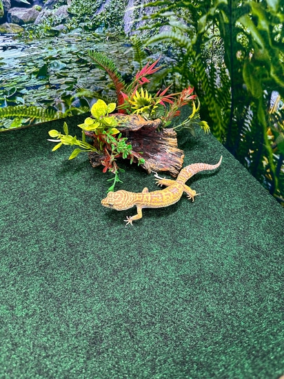 Female Leopard Gecko by Pakey’s Farms & Exotics