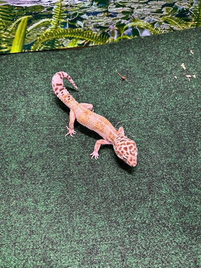 Male Leopard Gecko by Pakey’s Farms & Exotics