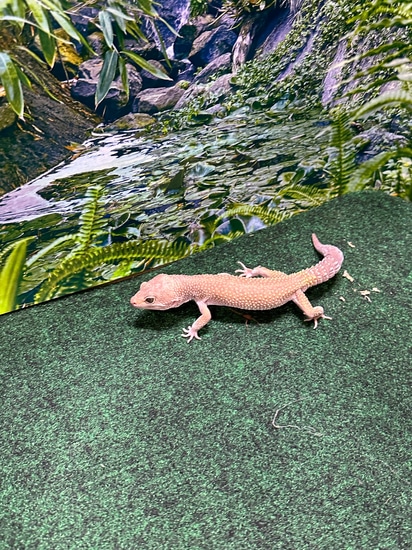 Leopard Gecko Male by Pakey’s Farms & Exotics