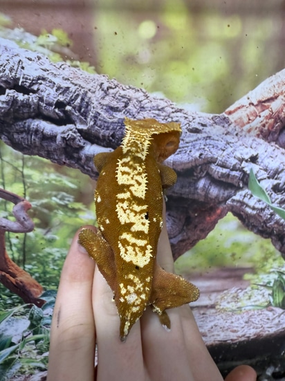 Breeding Trio Of Crested Geckos by Pakey’s Farms & Exotics