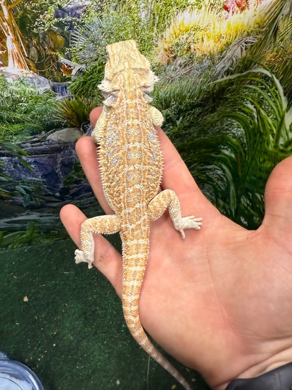 Male Beardie Central Bearded Dragon by Pakey’s Farms & Exotics