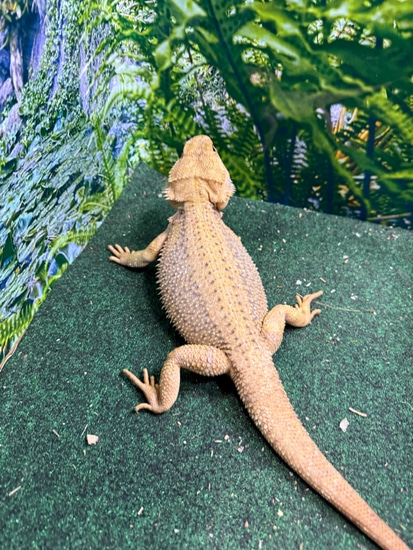 Female Bearded Dragon Central Bearded Dragon by Pakey’s Farms & Exotics