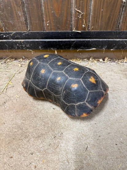 Redfoot Male Red-Footed Tortoise by Pakey’s Farms & Exotics
