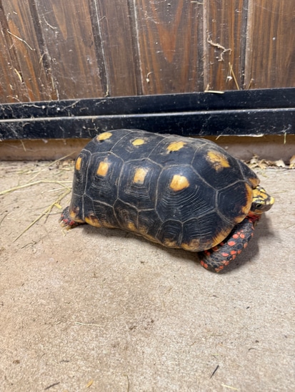 Redfoot Male Red-Footed Tortoise by Pakey’s Farms & Exotics