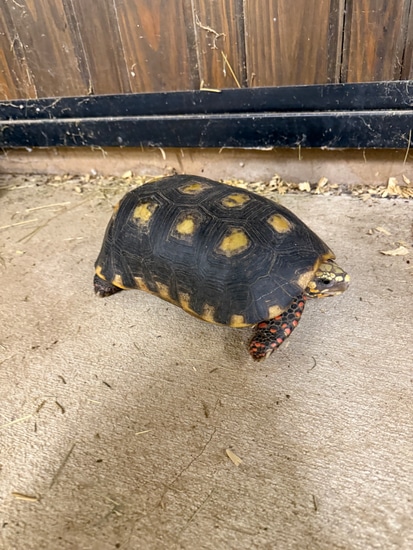 Redfoot Male Red-Footed Tortoise by Pakey’s Farms & Exotics