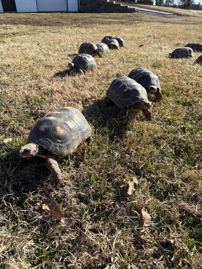Red Foot Adults Red-Footed Tortoise by Pakey’s Farms & Exotics