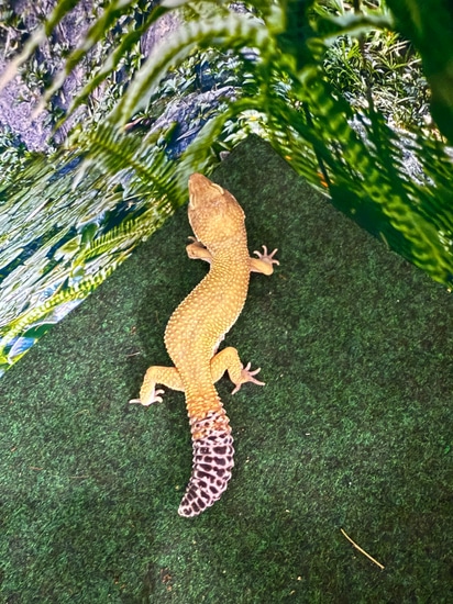 Breeding Pair Of Leopard Gecko by Pakey’s Farms & Exotics