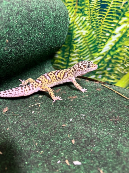Trio Of Leopard Gecko by Pakey’s Farms & Exotics