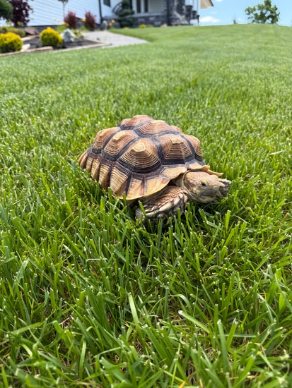 Sulcata Tortoise Female by Pakey’s Farms & Exotics