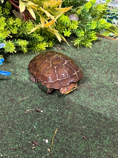 African Side Neck Turtles Side-Necked Turtle by Pakey’s Farms & Exotics