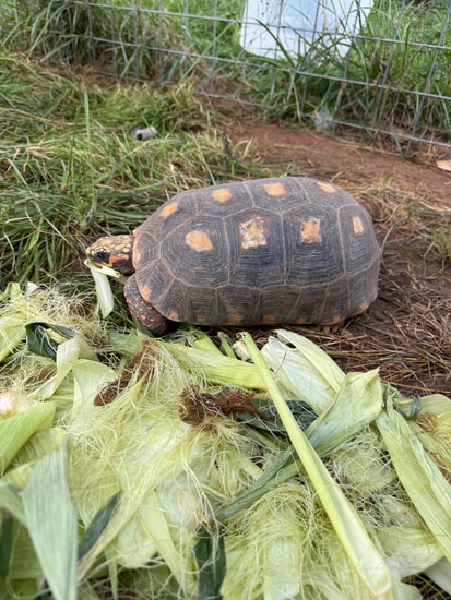Large Female Red-footed Tortoise Red-Footed Tortoise by Pakey’s Farms & Exotics