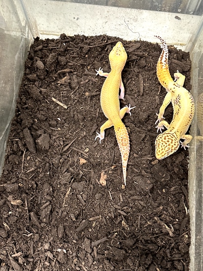 Gecko Breeding Pair Leopard Gecko by LP Torts and Exotics