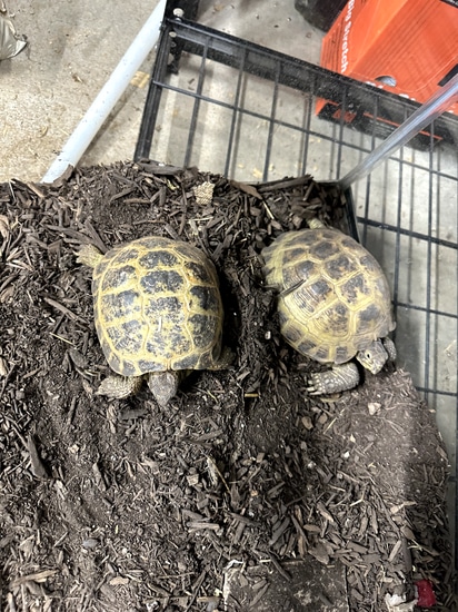Russian Tortoise Breeding Pair by LP Torts and Exotics