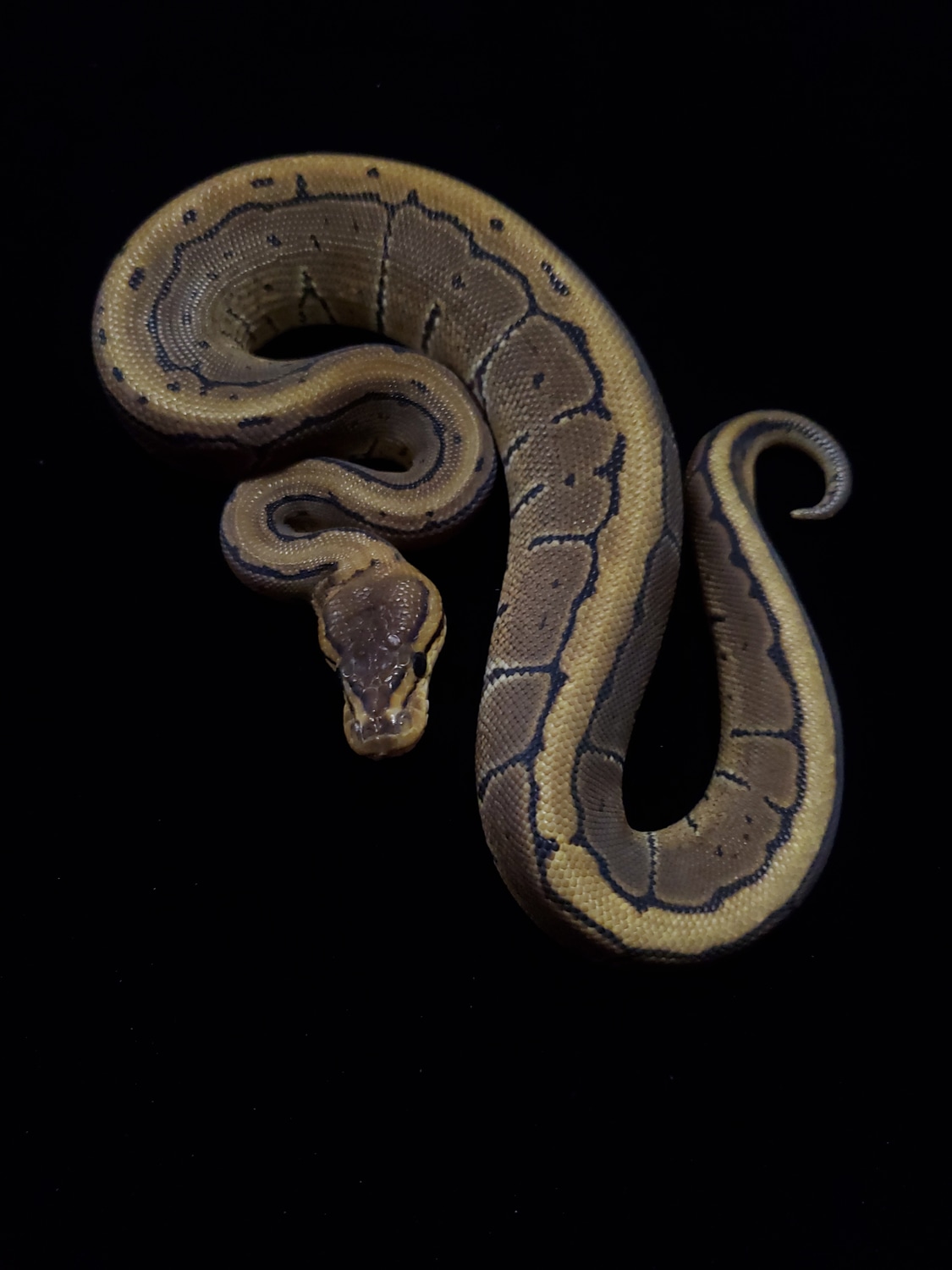 Pinstripe, Het Vpi Axanthic, 66% Het Snow Ball Python by Nordic ...