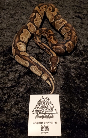 VPI Axanthic Enchi Ball Python by Nordic Reptiles