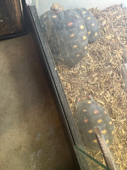 Red Footed Tortoises Red-Footed Tortoise by PaleoExotics