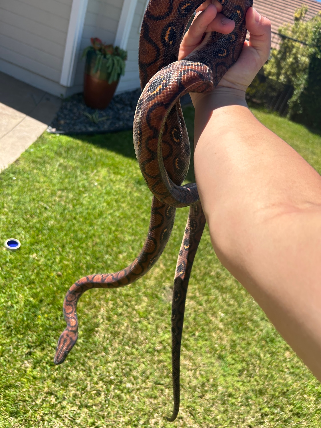 Brazilian Rainbow Boa by PaleoExotics - MorphMarket