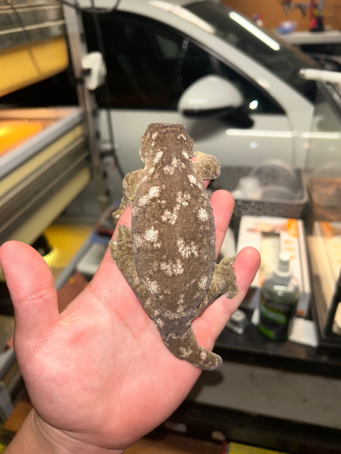 Pine Island Female Leachie Leachianus Gecko by PaleoExotics - MorphMarket