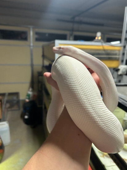 Blind Blue Eyed Lucy Ball Python by PaleoExotics