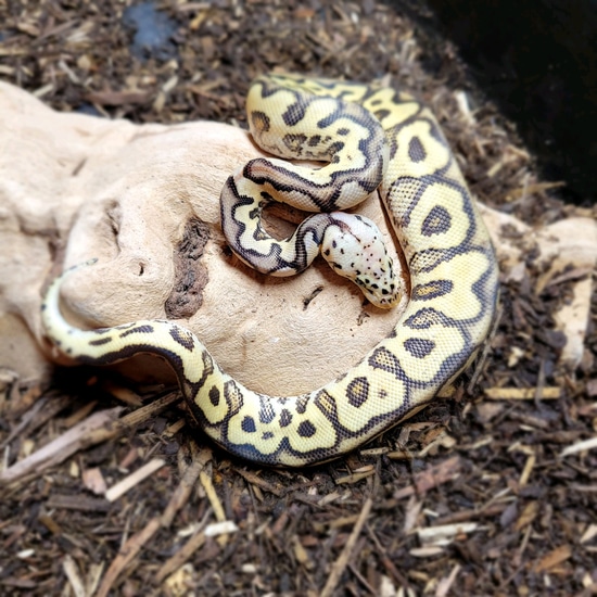 Pastel Spotnose Het Clown Ball Python by PaleoExotics