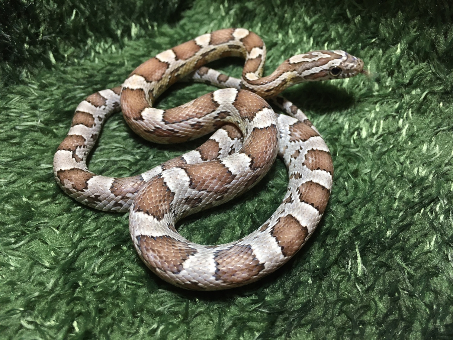 Buf Anery - Yearling Corn Snake by SnakeSmithS - MorphMarket