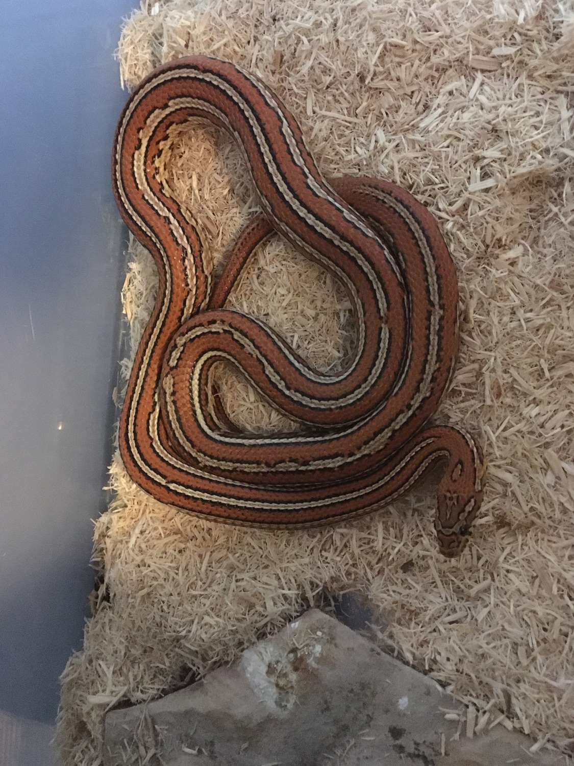 Okeetee Super Tessera - Proven Female Corn Snake by SnakeSmithS ...