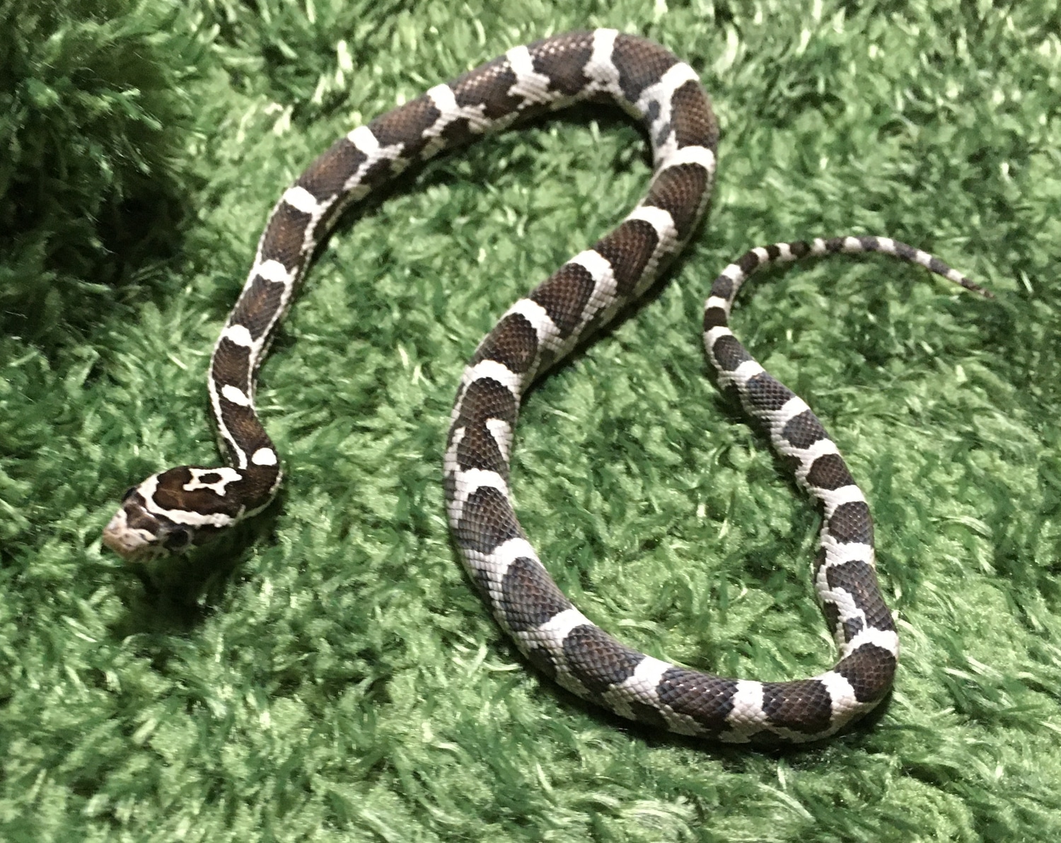 Anery - 100% Het Amel Corn Snake by SnakeSmithS - MorphMarket