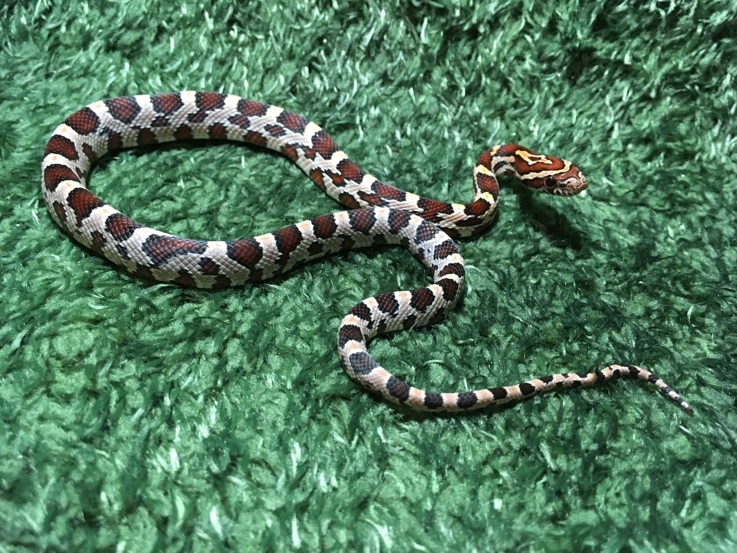 Classic - 100% Het Amel And Anery Corn Snake by SnakeSmithS - MorphMarket