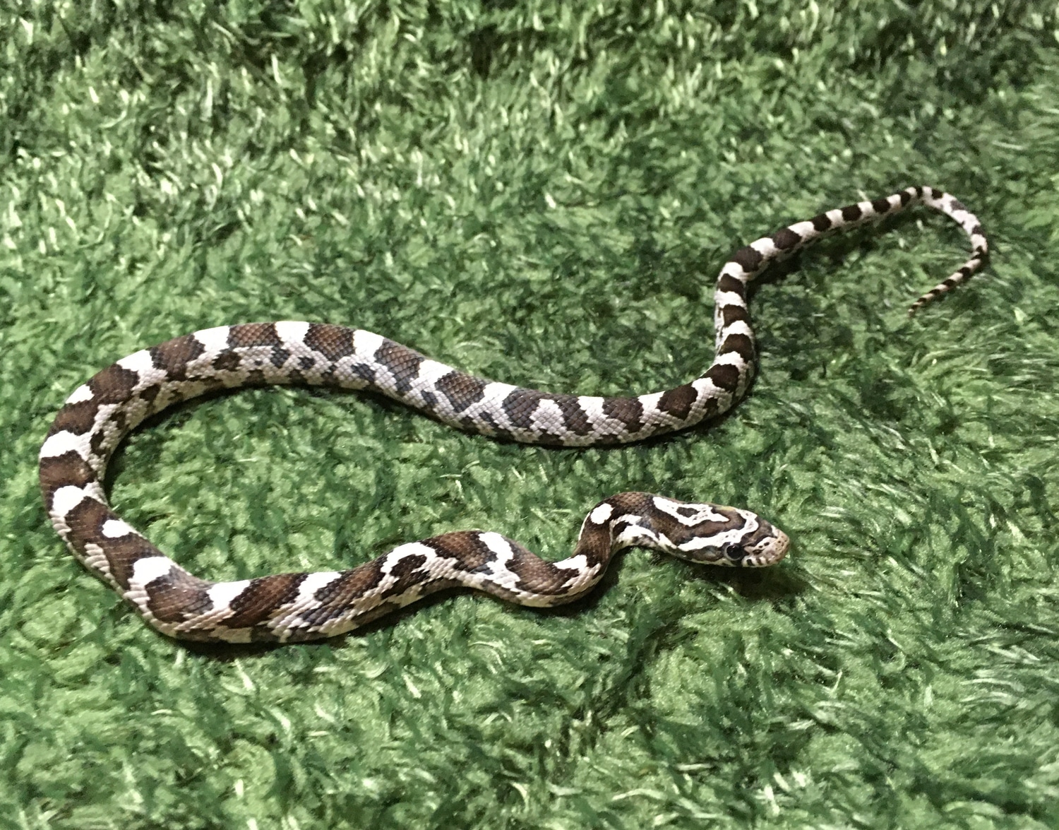 Anery - 100% Het Amel Corn Snake by SnakeSmithS - MorphMarket