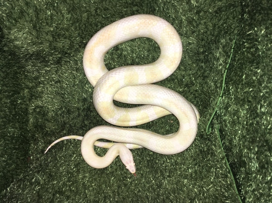 Okeetee Halo Snow Adult Male Corn Snake by SnakeSmithS - MorphMarket