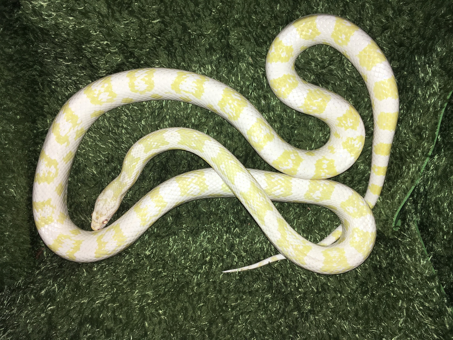 Green Blotch Snow Adult Female Corn Snake by SnakeSmithS - MorphMarket