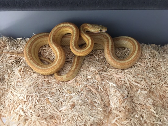 Gold Dust Pinstripe Motley Adult Female Corn Snake by SnakeSmithS