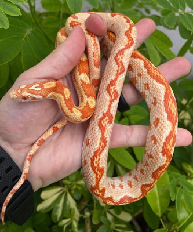 Amel Halo Zigzag Adult Female Corn Snake by SnakeSmithS - MorphMarket