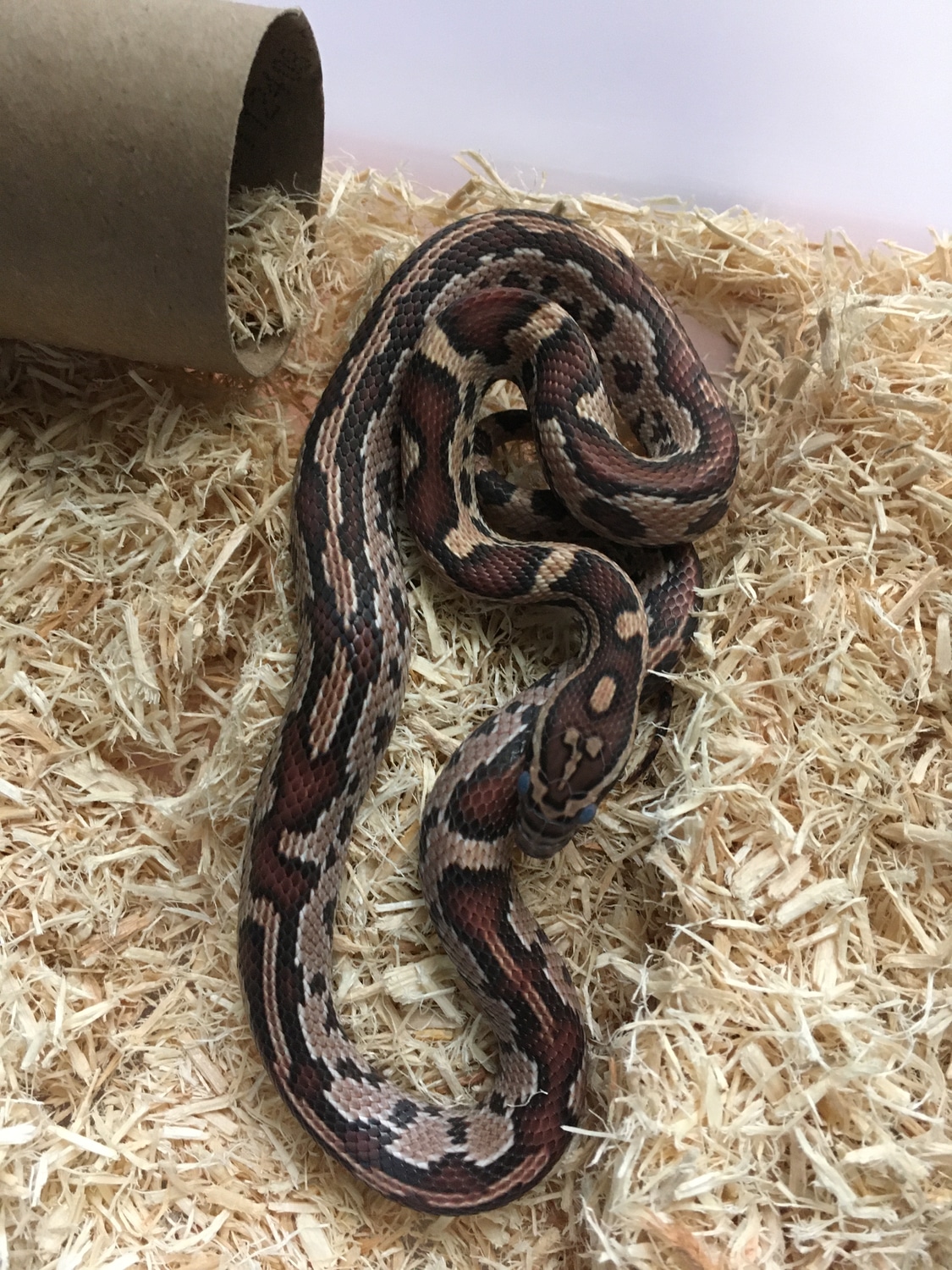 Zigzag Tiger Corn Snake by SnakeSmithS - MorphMarket