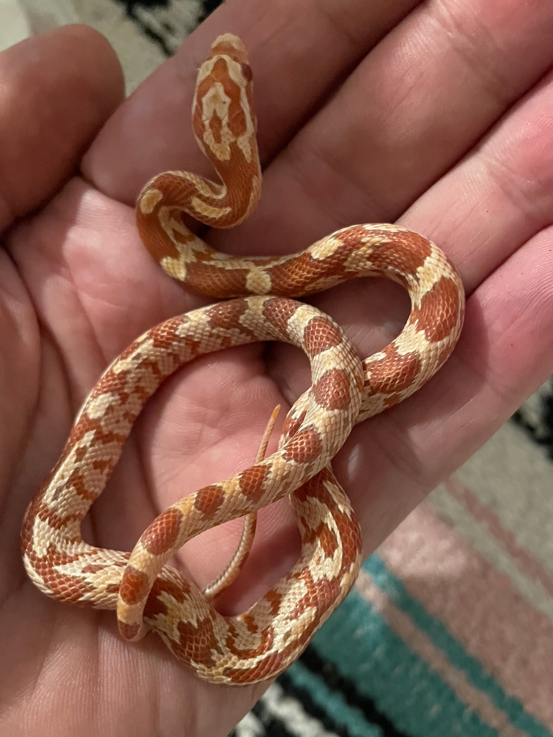 Toffee Ultramel Aztec Corn Snake by SnakeSmithS - MorphMarket