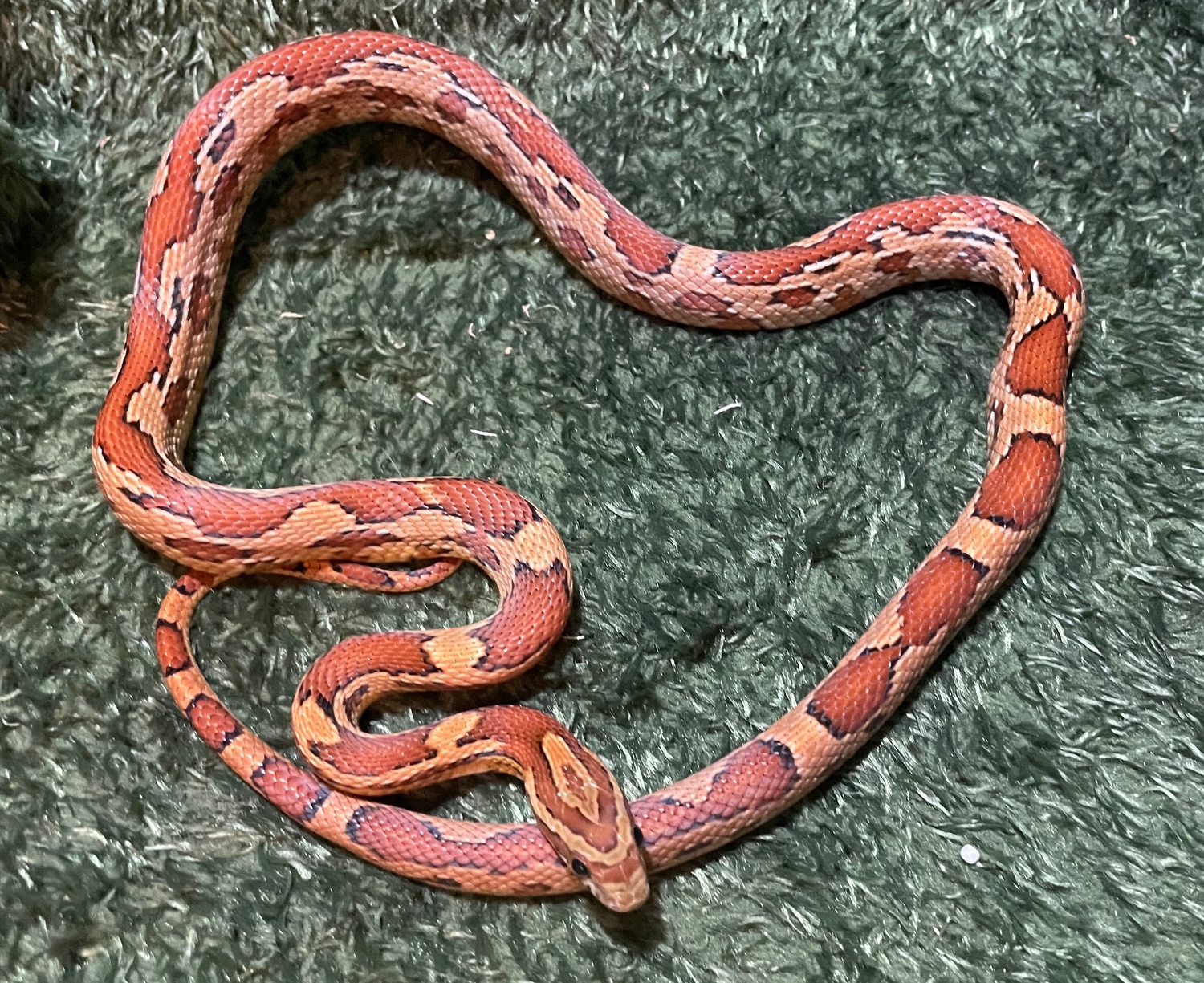 Yearling ZigZag / Aztec Corn Snake by SnakeSmithS - MorphMarket