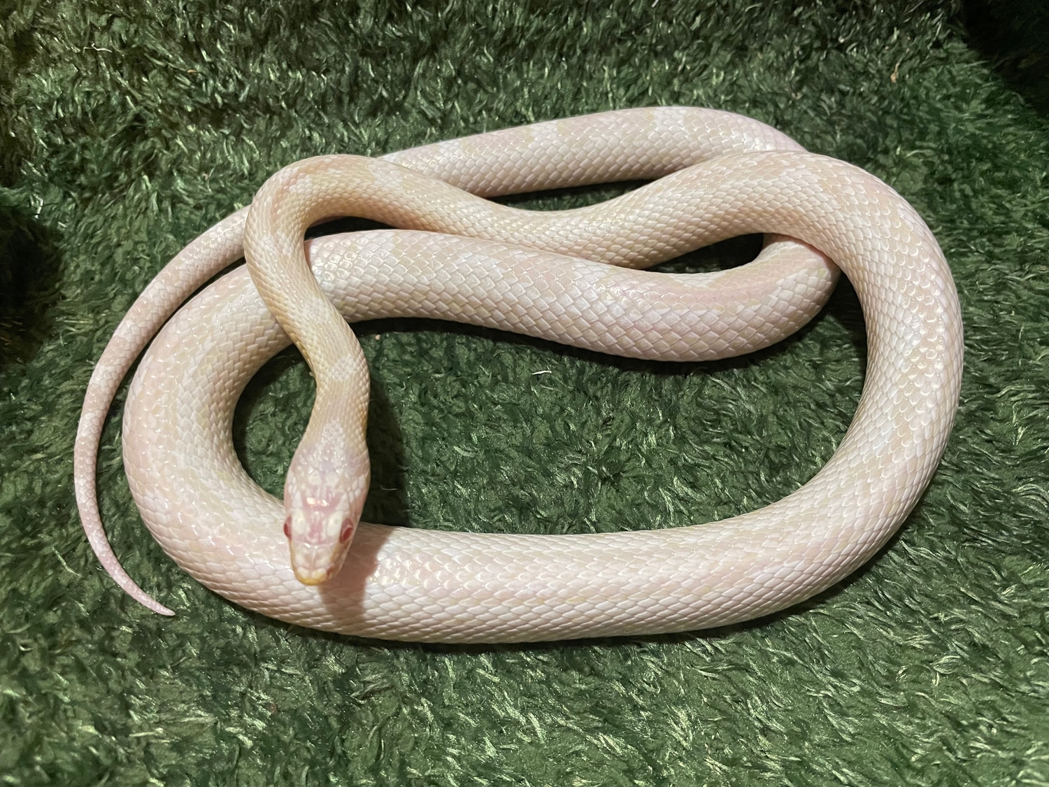 Widestripe Halo Snow Adult Male Corn Snake by SnakeSmithS - MorphMarket