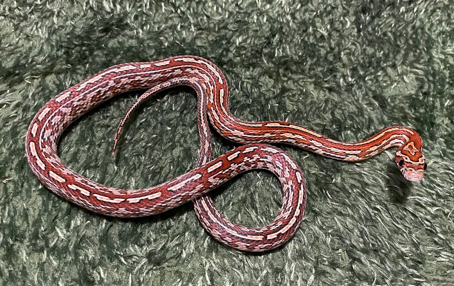 Tessera - Het Amel & Anery Corn Snake by SnakeSmithS - MorphMarket