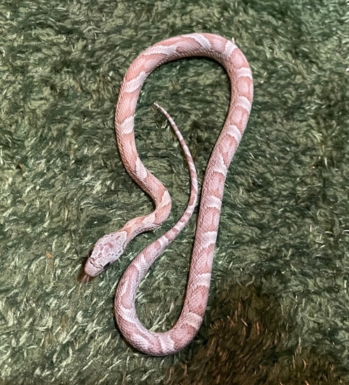 Pet Only - 'Runt' Anery Sunkissed Corn Snake by SnakeSmithS